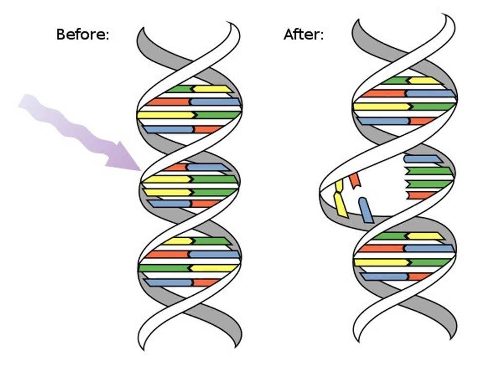 Genetic Variation - Biology Simple Genetic Variation - Biology Simple